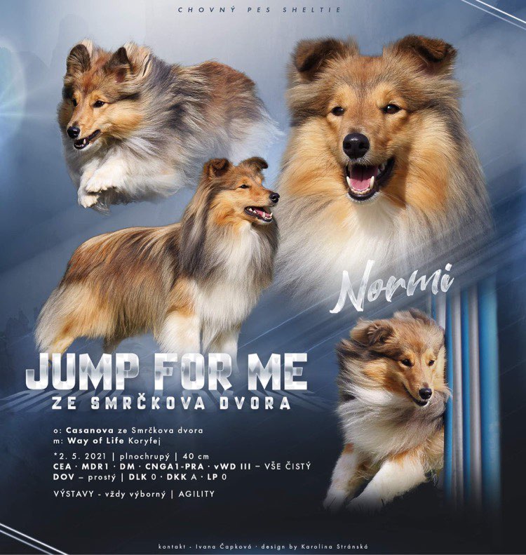 Jump for me ze Smrčkova dvora :: Chovatelská stanice ze Smrčkova dvora